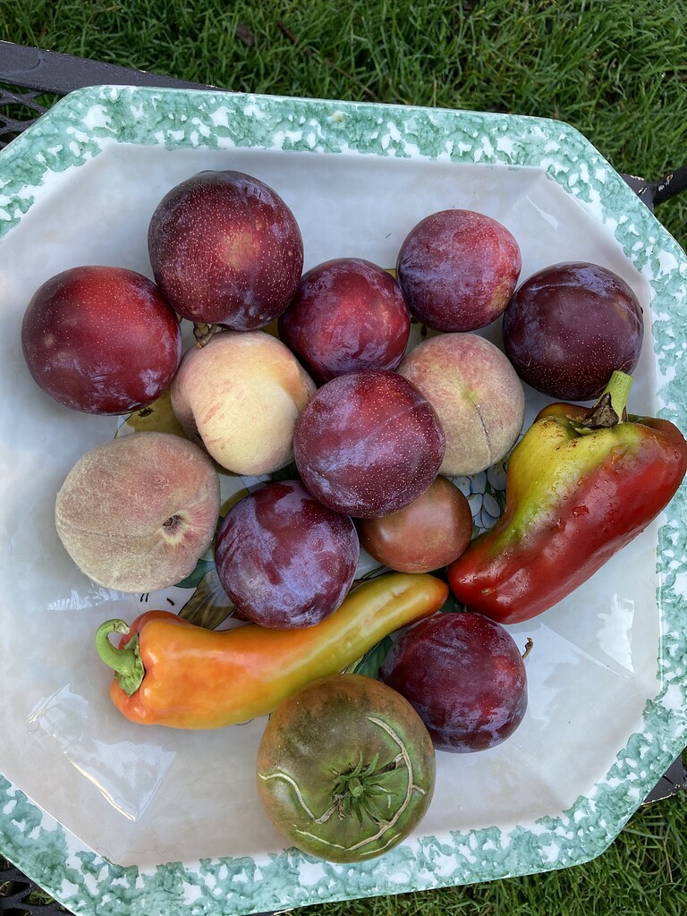 Flavorfall Pluot 2021 - General Fruit Growing - Growing Fruit