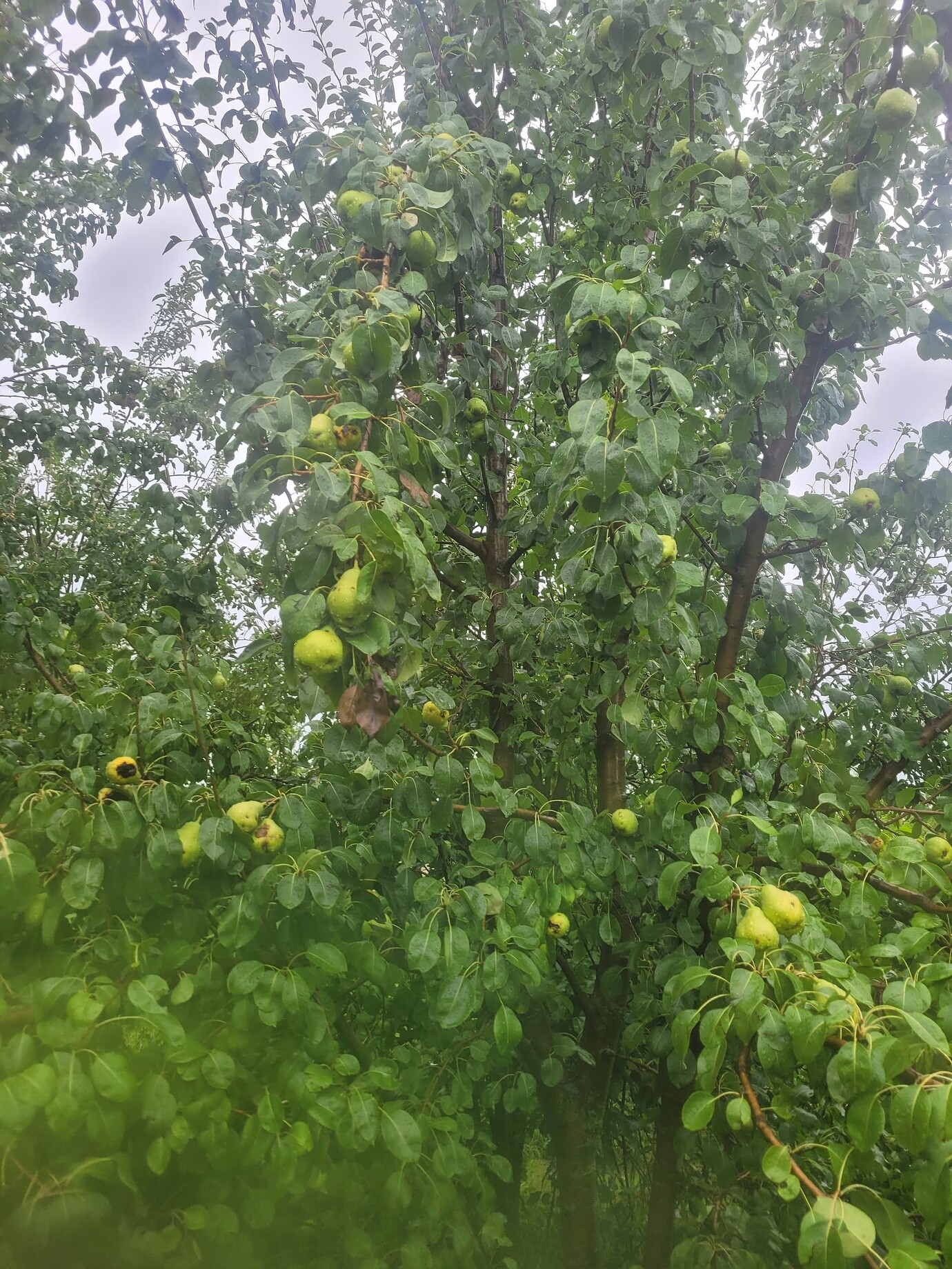 The really fireblight resistant pears are a short list - General Fruit ...