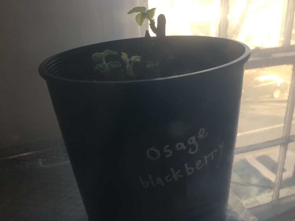 When to take propagate blackberry cuttings? - General Fruit Growing ...