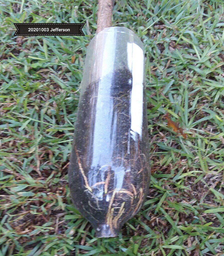 Hazel air layer gone wild - Pictures! - Growing Fruit