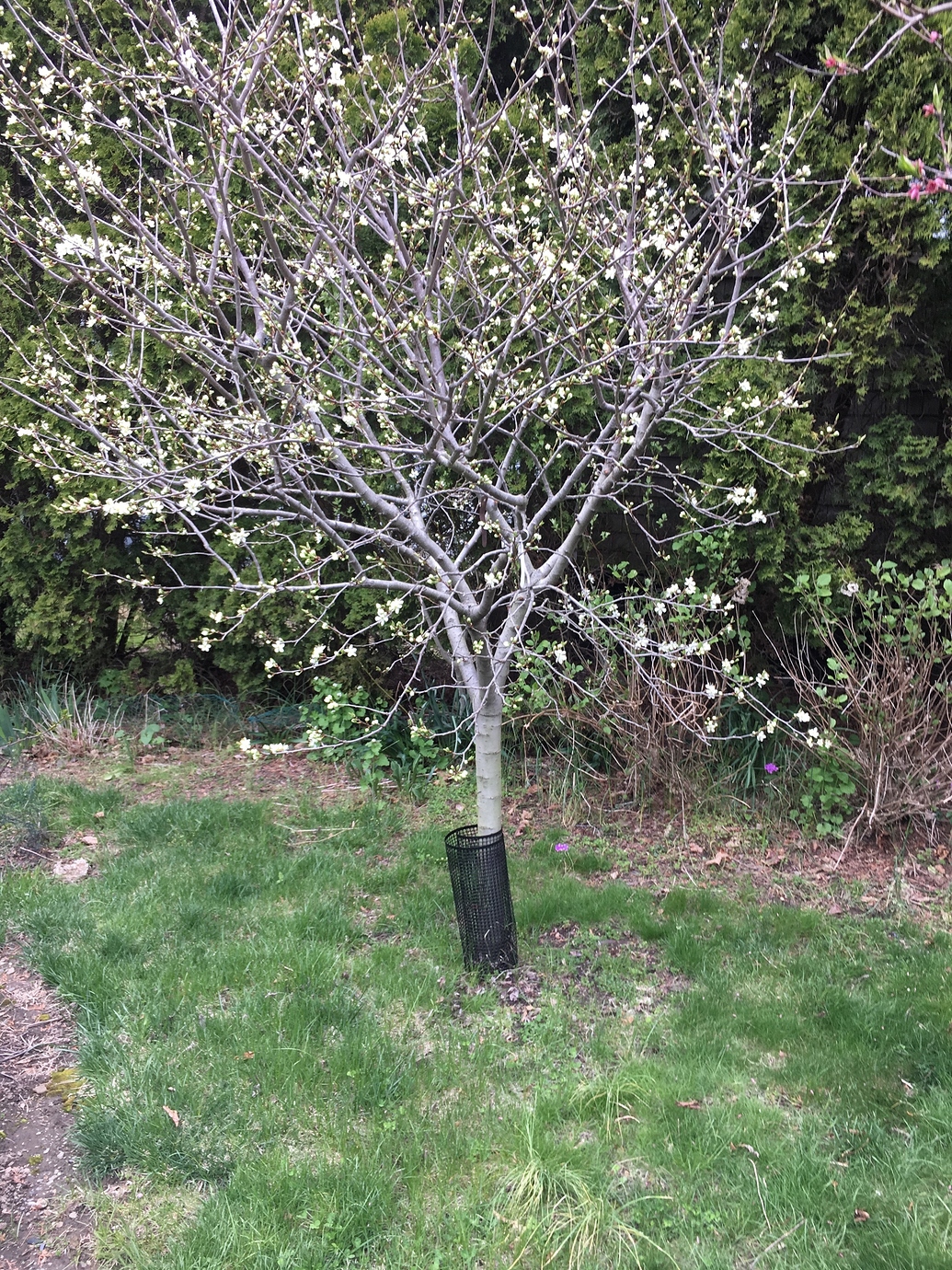 Mirabelles in bloom almost - General Fruit Growing - Growing Fruit