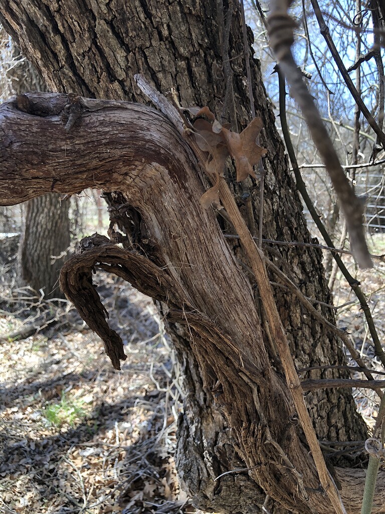 Strange Looking Vine - General Fruit Growing - Growing Fruit