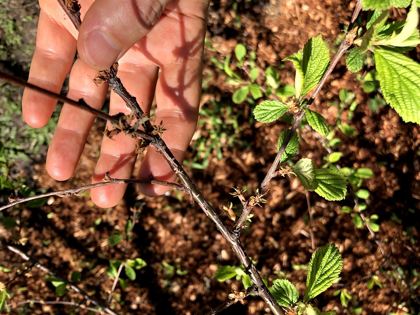 Nanking cherry shoots/branches wilting - General Fruit Growing ...