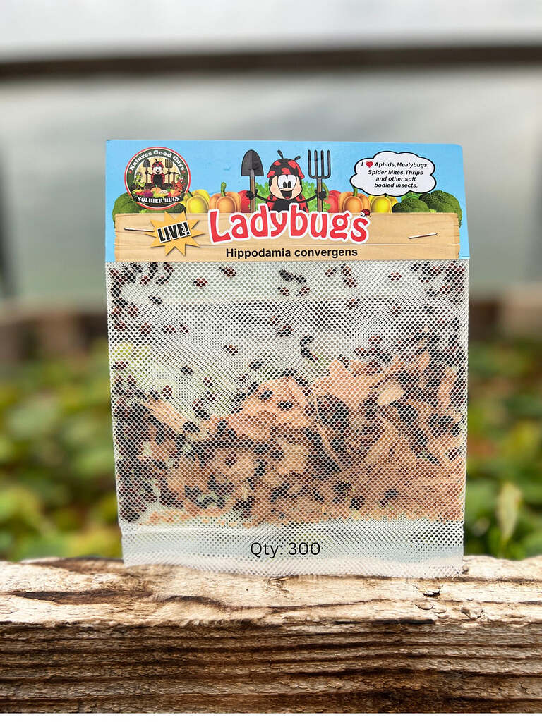 Mail order ladybugs for indoor citrus - General Fruit Growing - Growing ...