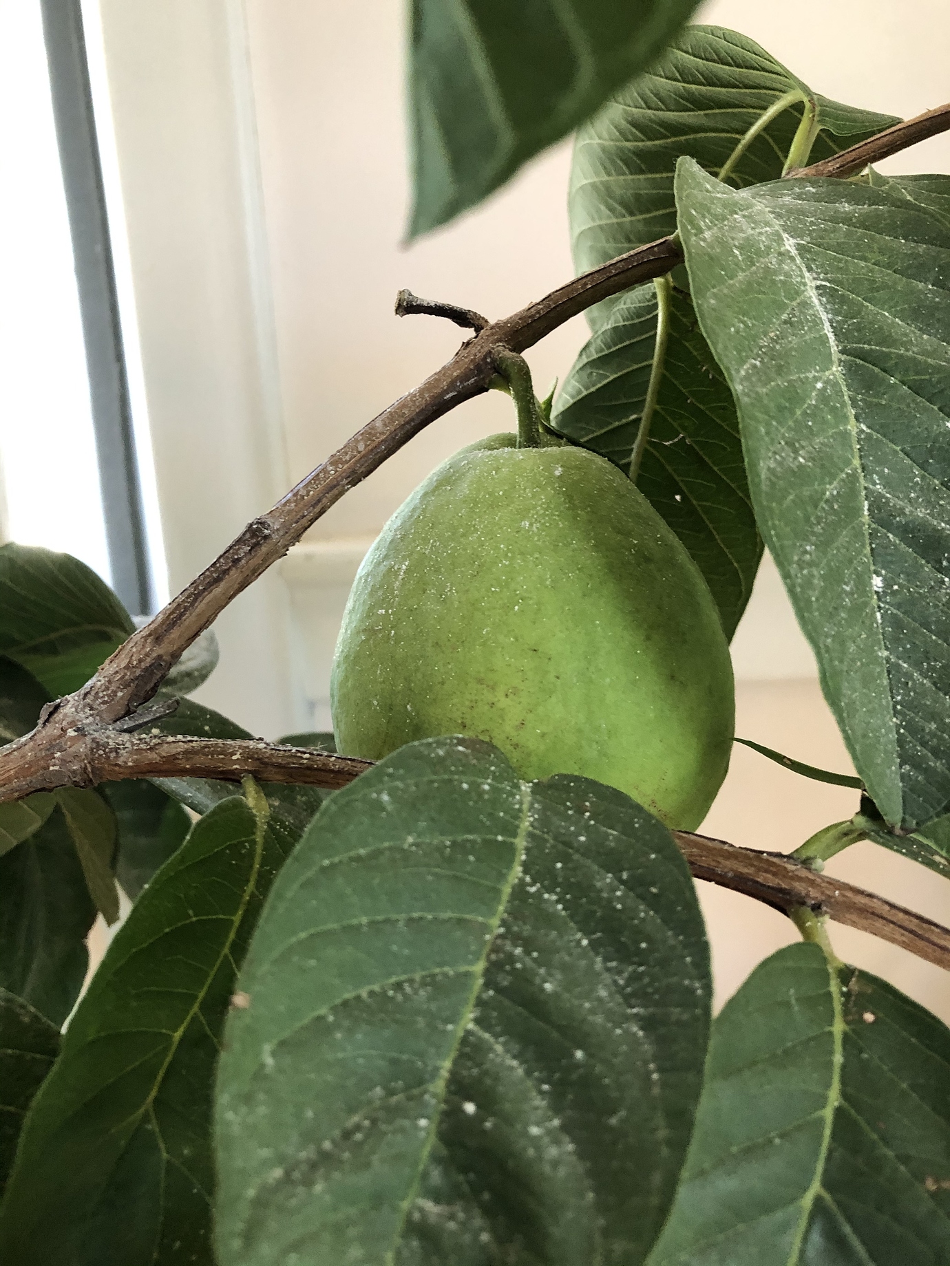 Growing different varieties of Guava - General Fruit Growing - Growing ...