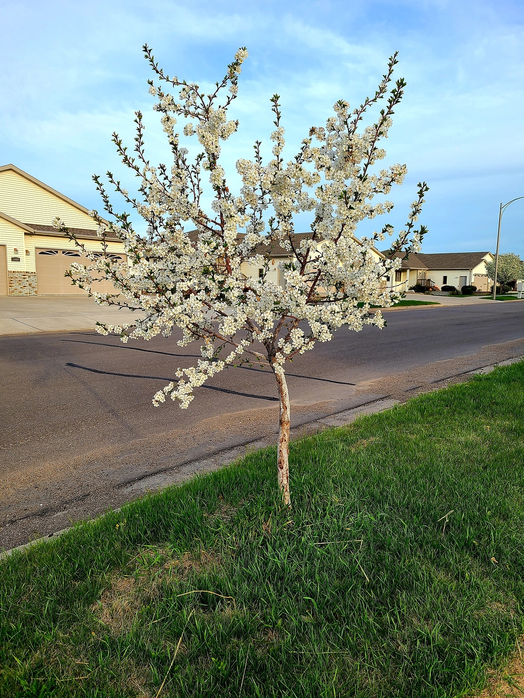 Juliet Cherry - Page 15 - General Fruit Growing - Growing Fruit