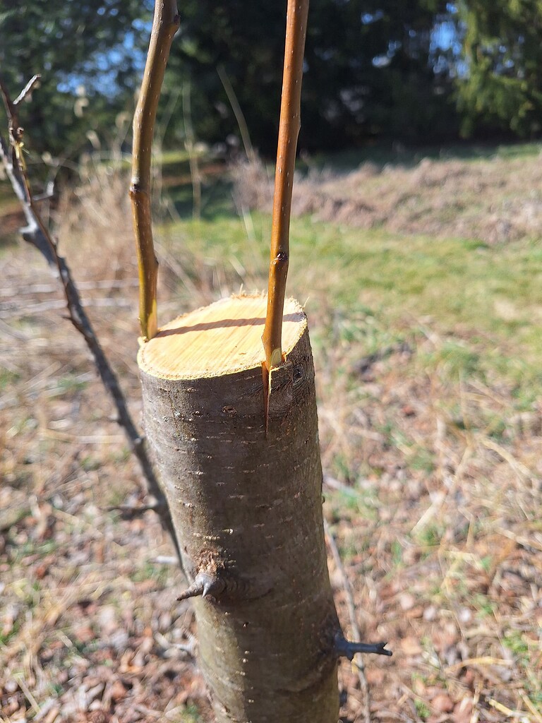 Grafted Bradford/Callery Pear w/ Edible Pear Experiment - Pruning ...