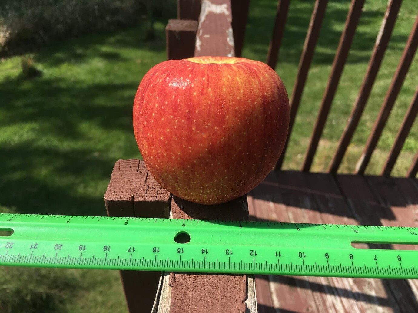 Envy and Sugar Bee Apples - Two overhyped apples? - General Fruit ...