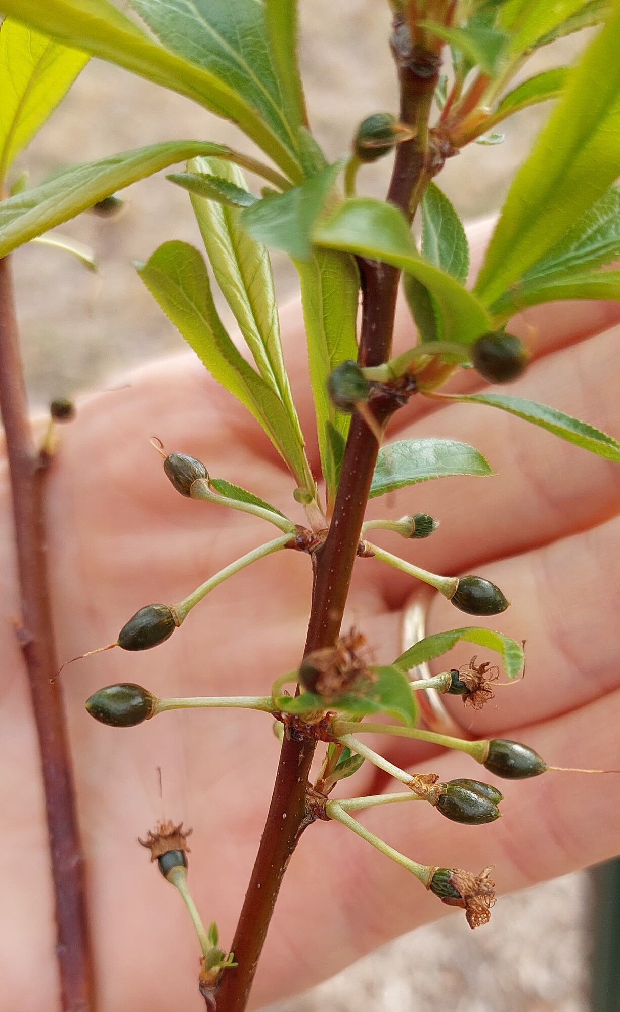 AU Rosa .. self pollination wow - General Fruit Growing - Growing Fruit