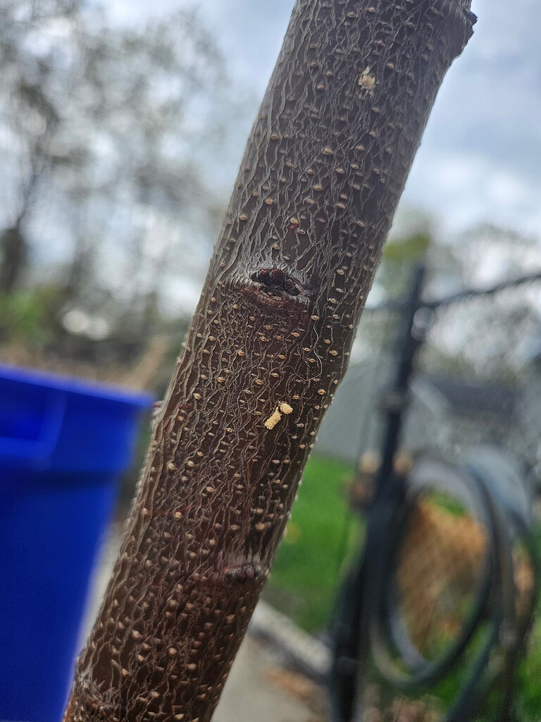 Ambrosia beetles - General Fruit Growing - Growing Fruit