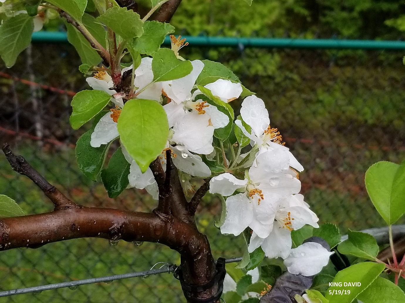 TIME LAPSE - KING DAVID APPLE - Z5b NY - General Fruit Growing ...