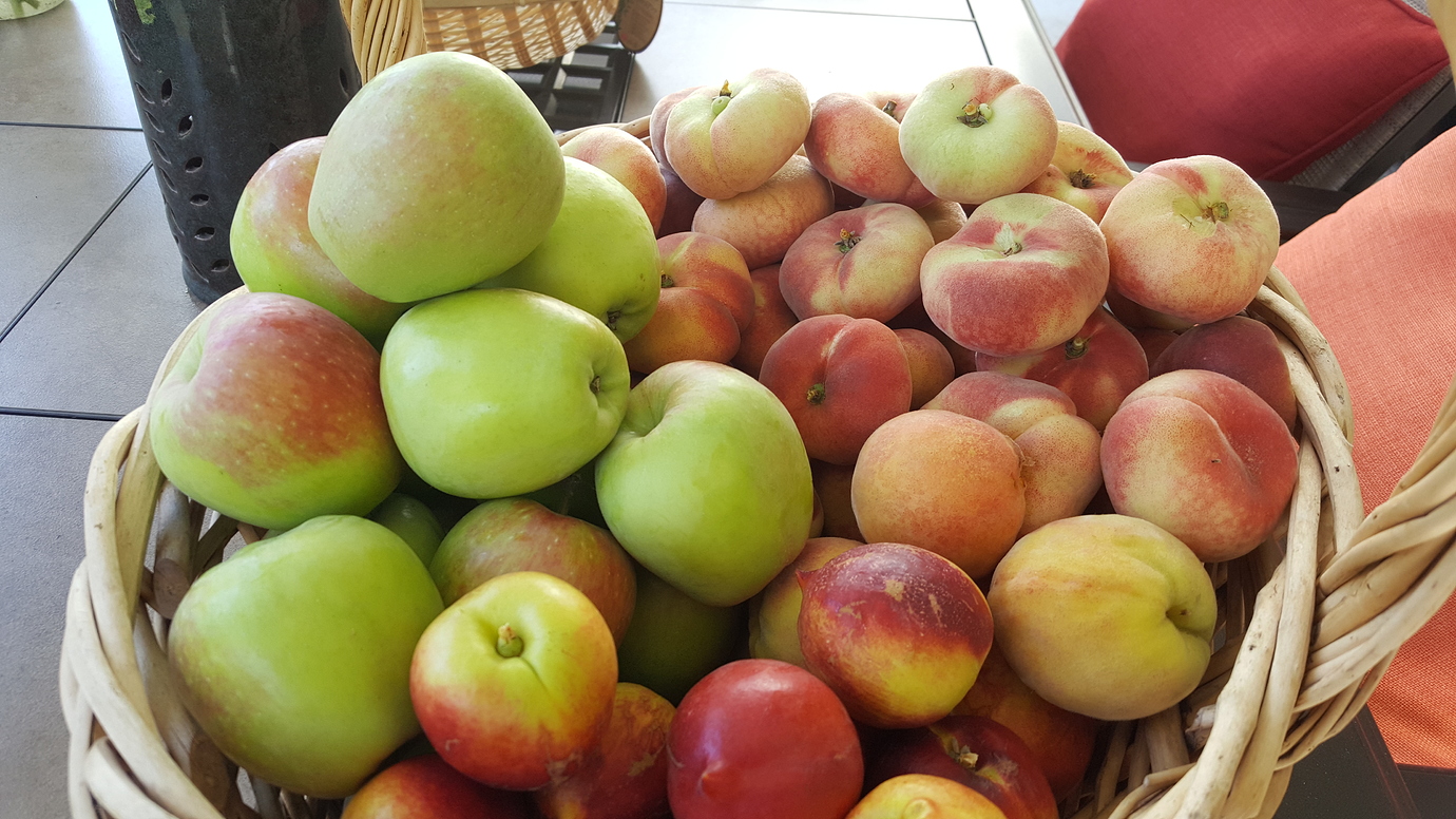 Double Delight Nectarine Revisited - General Fruit Growing - Growing Fruit