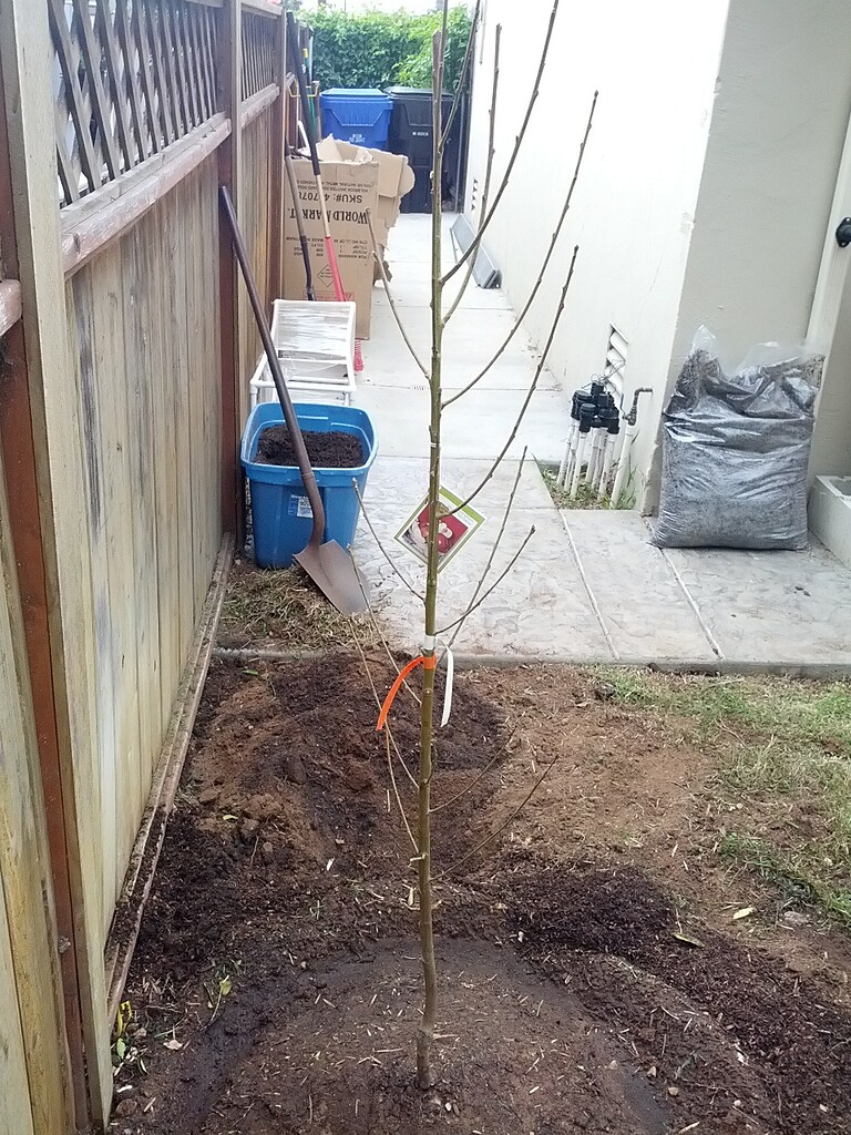 Pruning cuts to a heavily branched bare root nectarine - General Fruit ...
