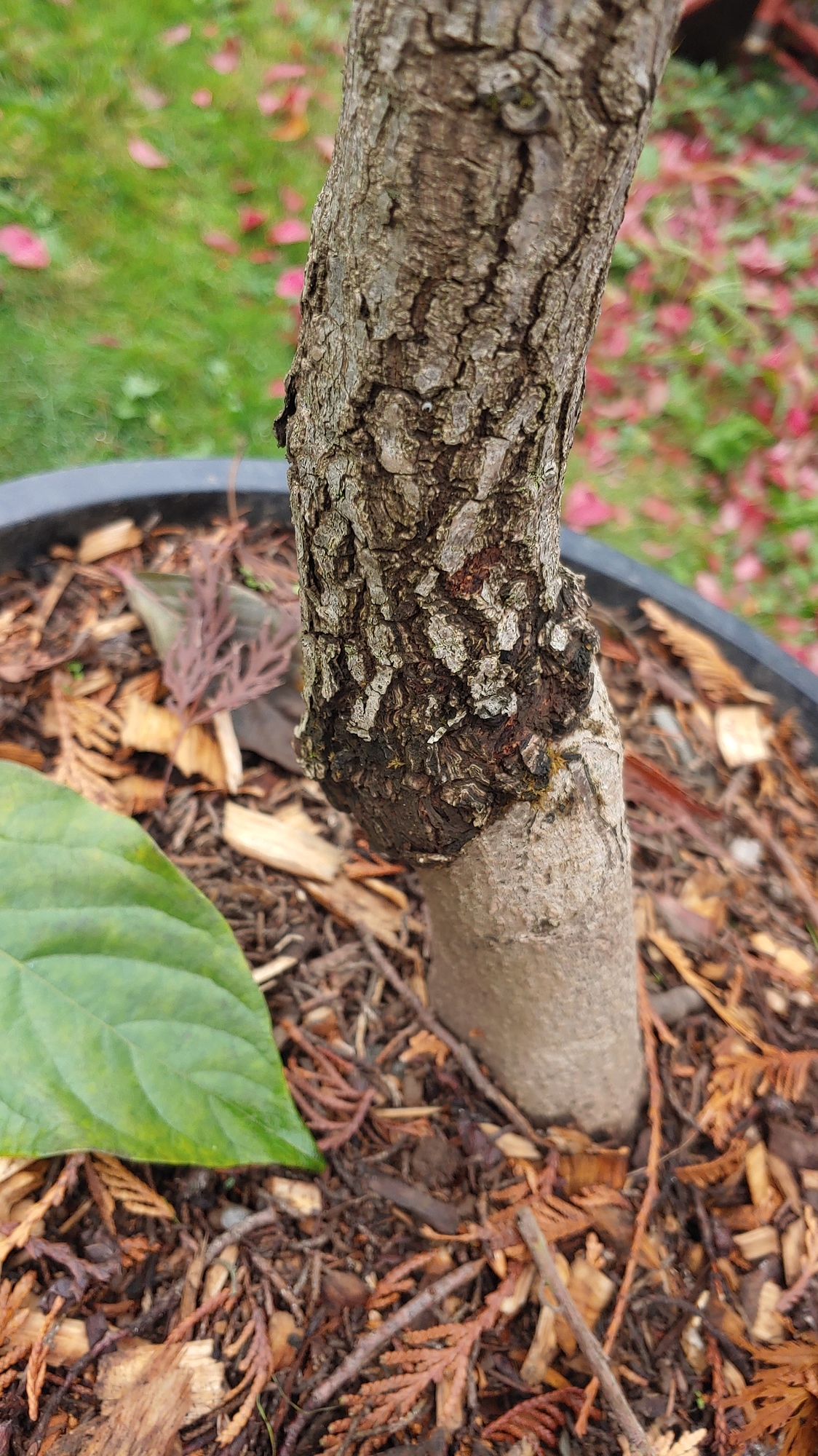 Persimmon bark, is this normal or pathological? - General Fruit Growing ...