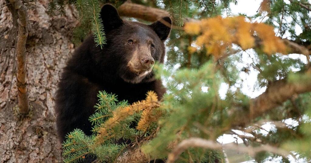 City bear - General Gardening - Growing Fruit