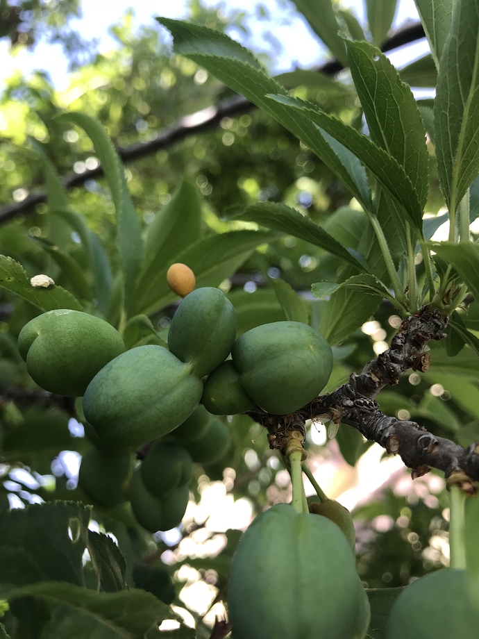 Conjoined fruits galore - General Fruit Growing - Growing Fruit