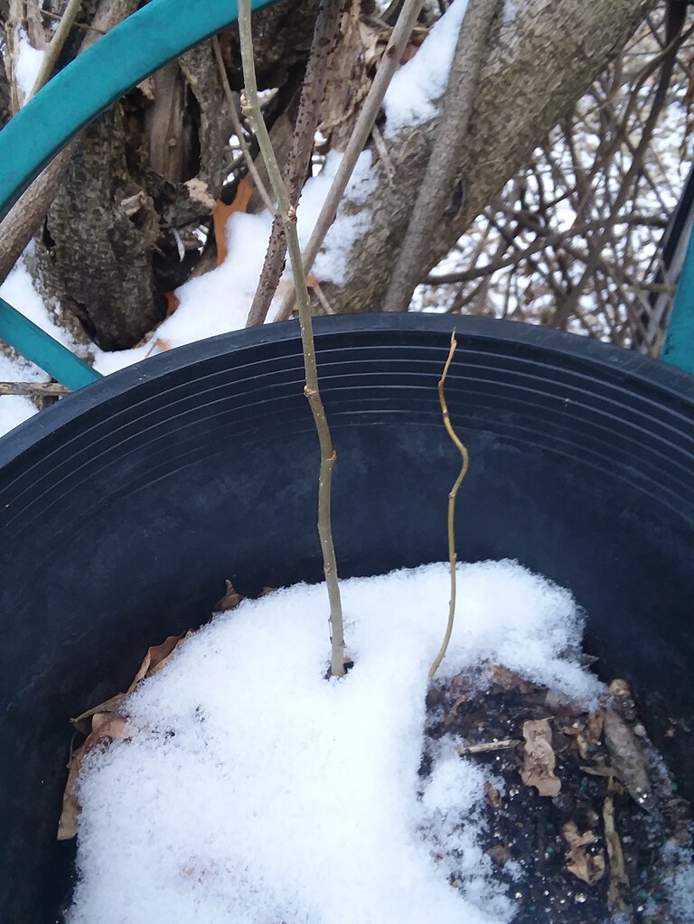 Contorted mulberry seedling - General Fruit Growing - Growing Fruit