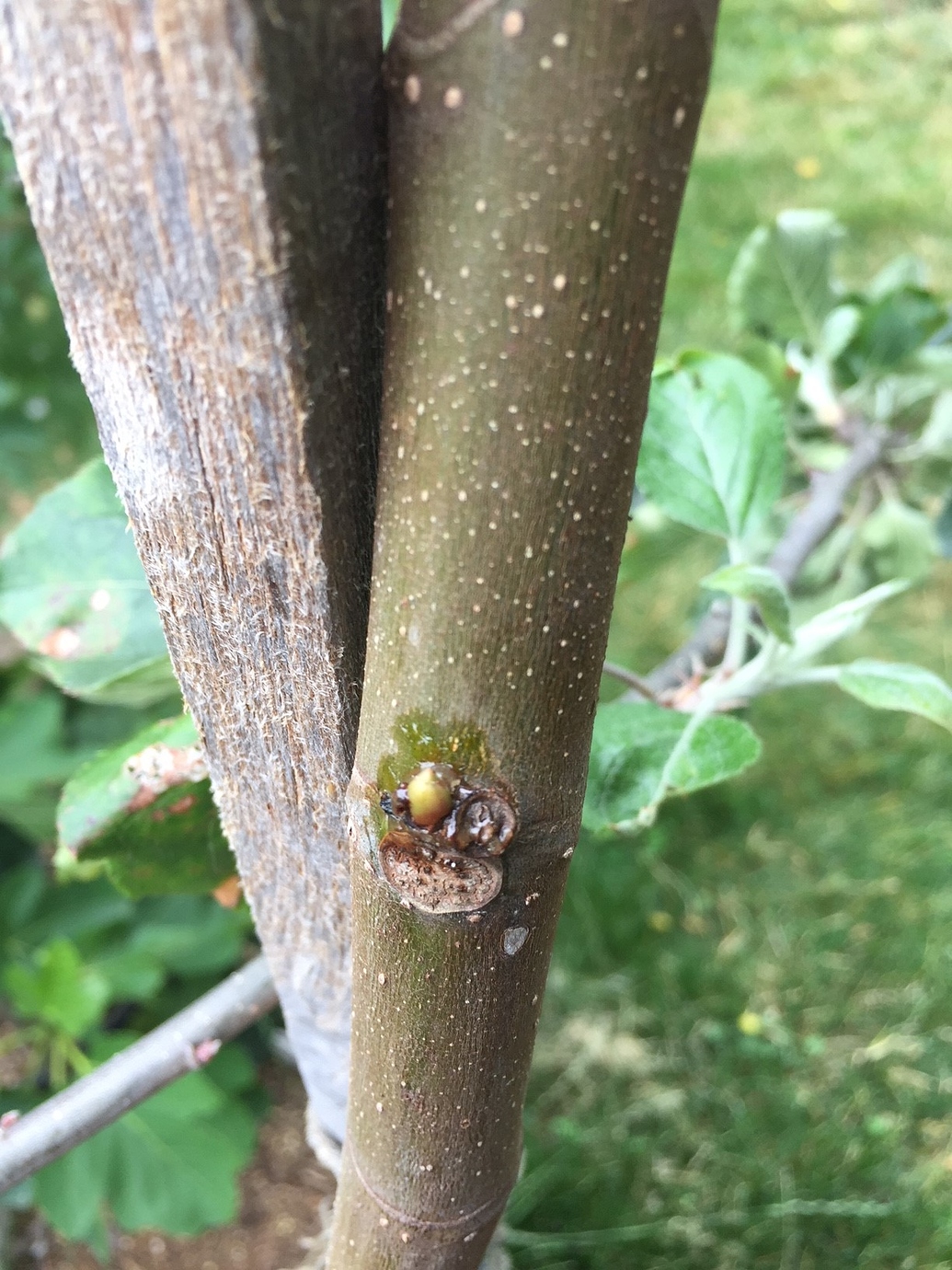 Other tree training techniques: spreading, bending, notching, girdling ...