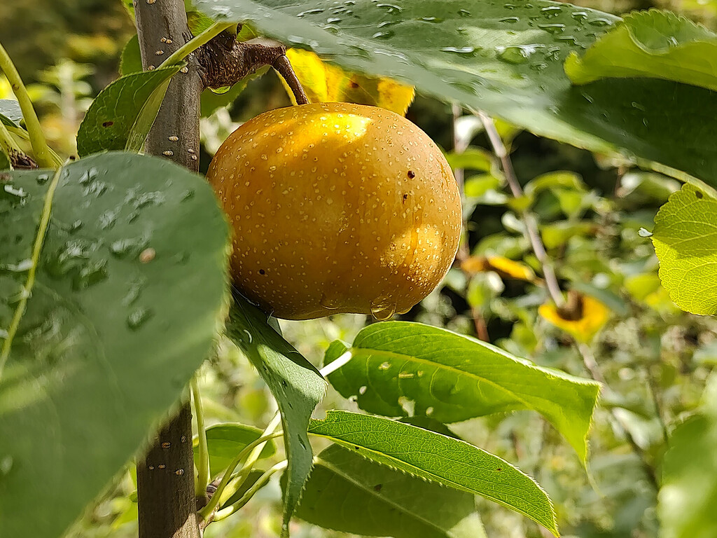 Japanese Golden Russet Pear - General Fruit Growing - Growing Fruit