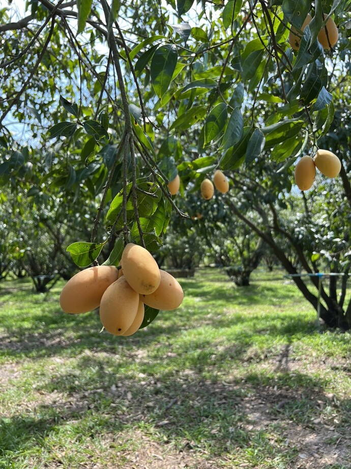 Maprang - new to me fruit - General Fruit Growing - Growing Fruit