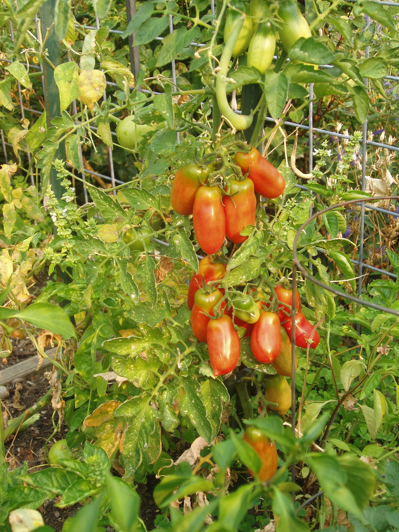 Paste tomatoes (pictures) - General Gardening - Growing Fruit
