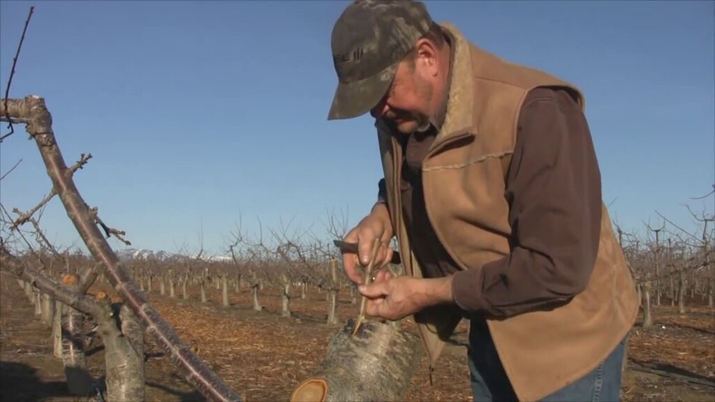 Wild black cherry root stock? - General Fruit Growing - Growing Fruit
