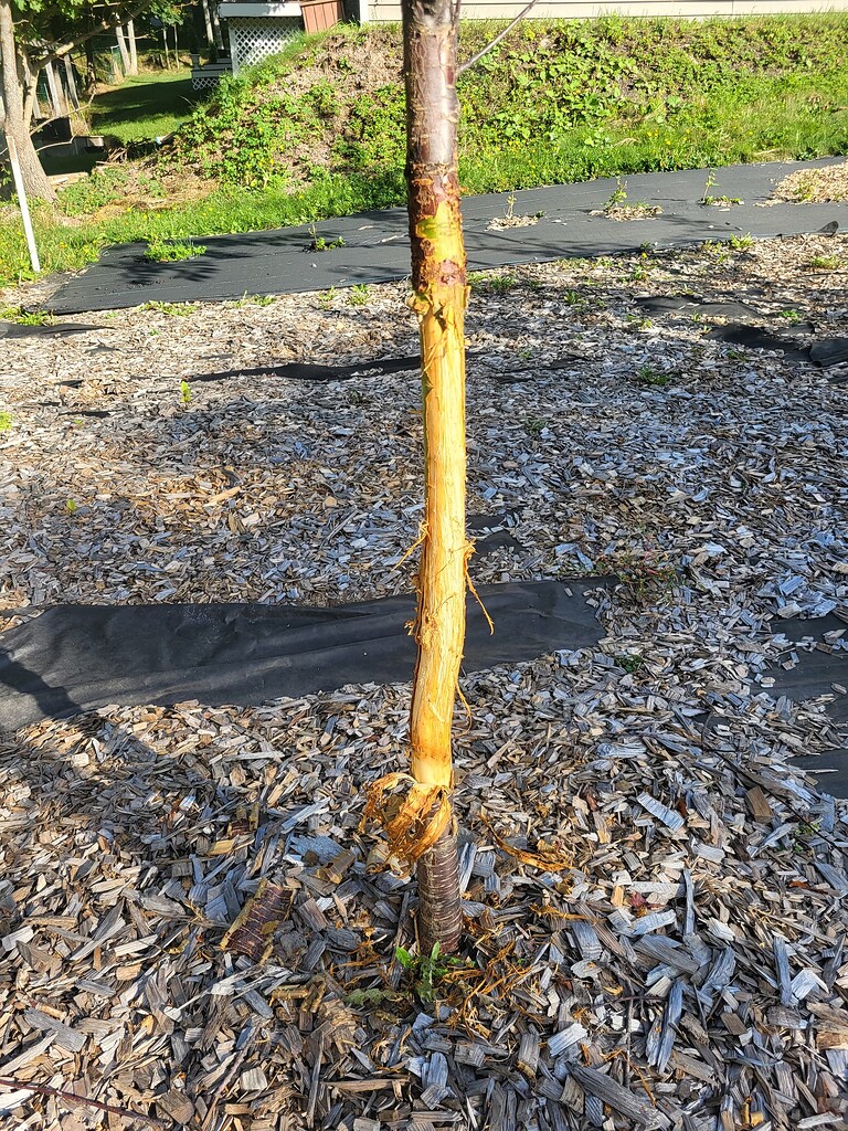Damage to bark on cherry tree - General Fruit Growing - Growing Fruit