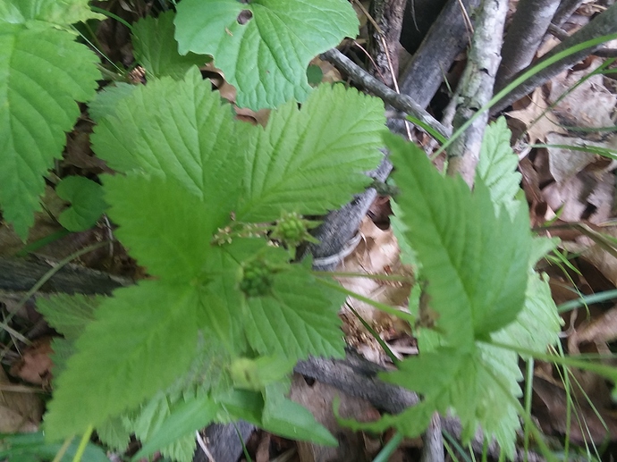 Groundcover/Arctic/Nagoon Raspberries - Page 2 - General Fruit Growing ...