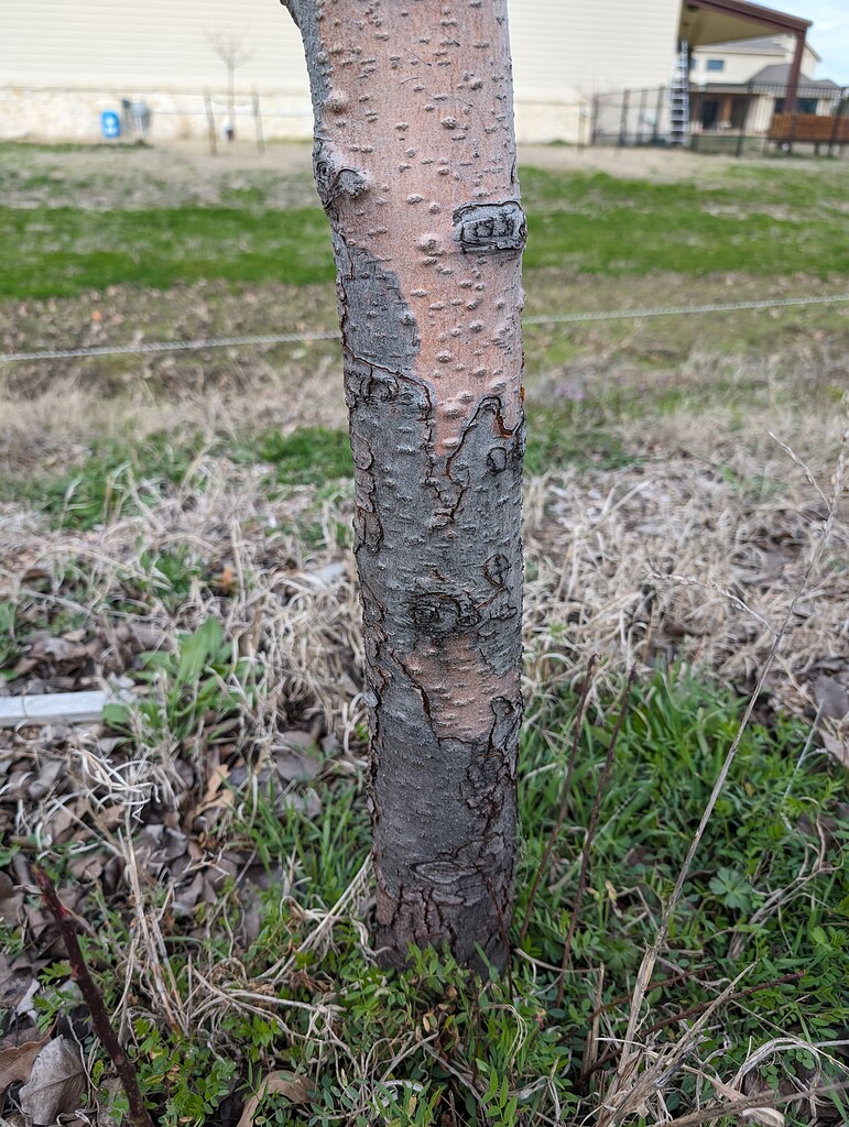 Cartoonishly bad fire blight - General Fruit Growing - Growing Fruit