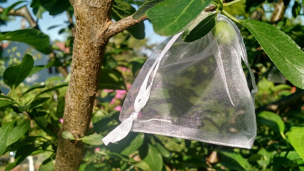 The bagging starts - General Fruit Growing - Growing Fruit