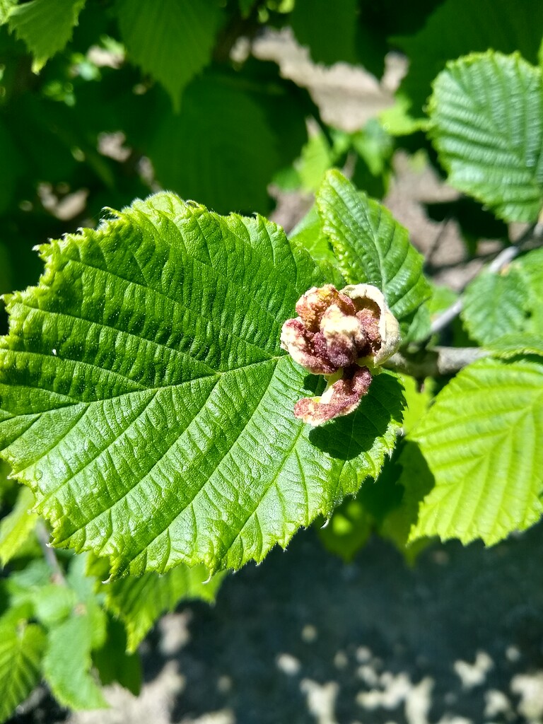 Is this a hazelnut leaf bud or nut bud? - General Fruit Growing ...