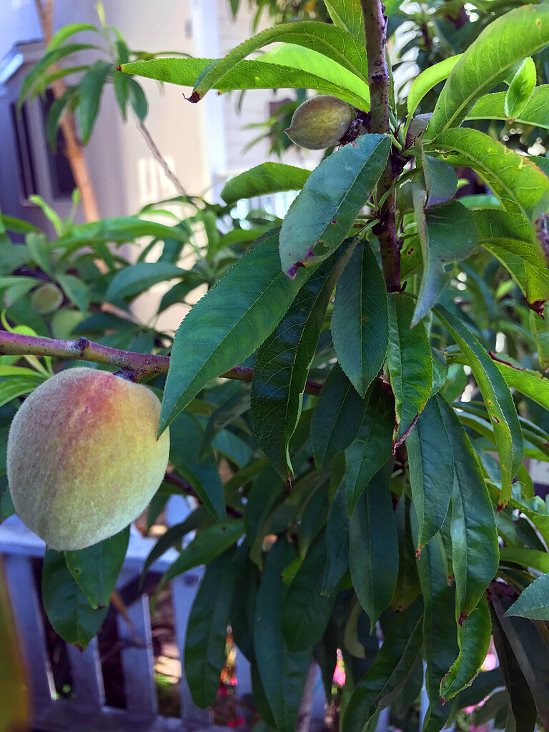 Big Peach, little peach - General Fruit Growing - Growing Fruit