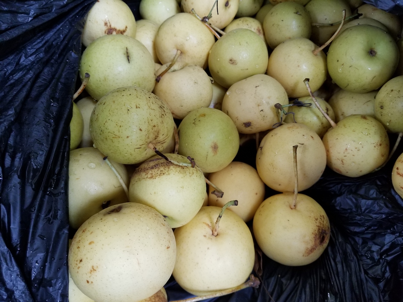 Pai Li Asian pear - General Fruit Growing - Growing Fruit