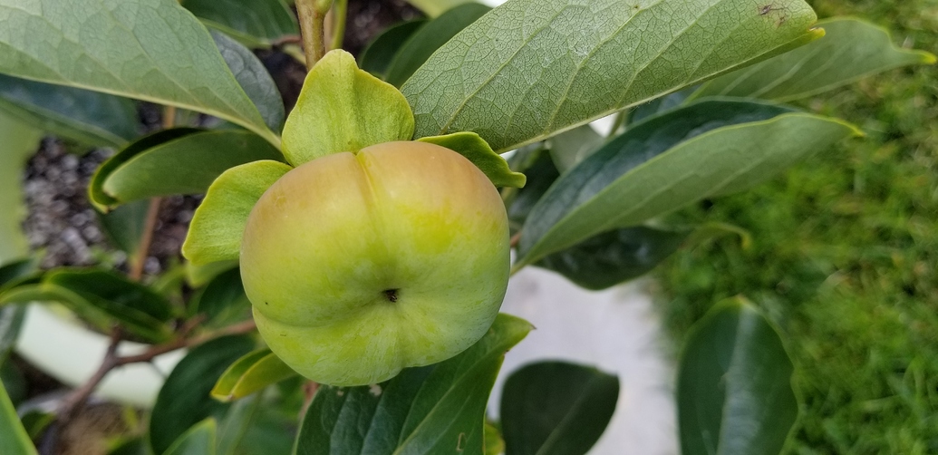 Potted Greatwall Persimmon - General Fruit Growing - Growing Fruit