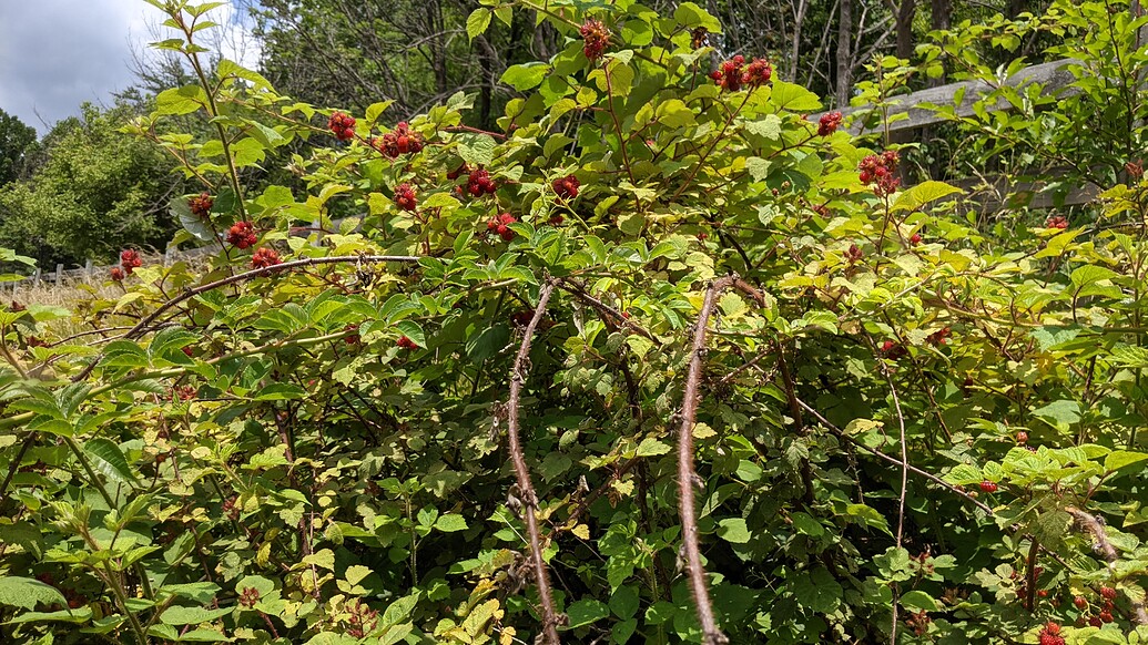 Wineberries - Page 4 - General Fruit Growing - Growing Fruit