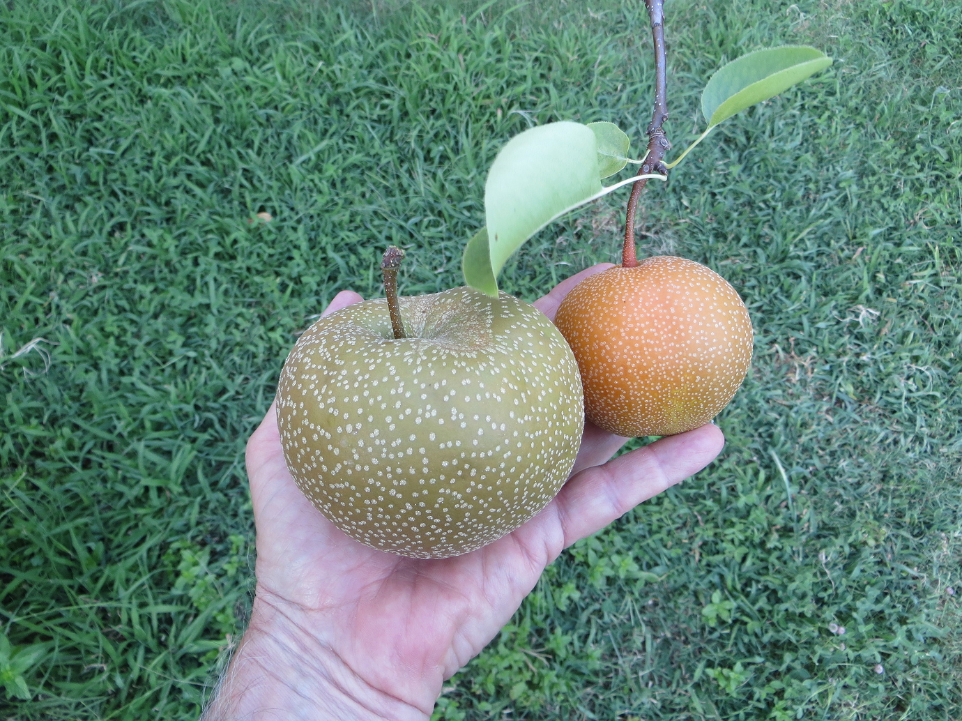 Anyone grown, or tasted, Raja Asian pear? - General Fruit Growing ...