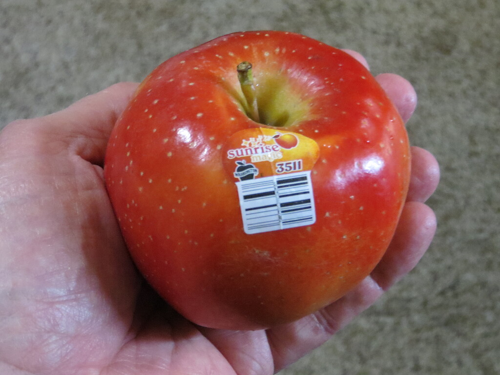 Sunrise Magic apple - General Fruit Growing - Growing Fruit
