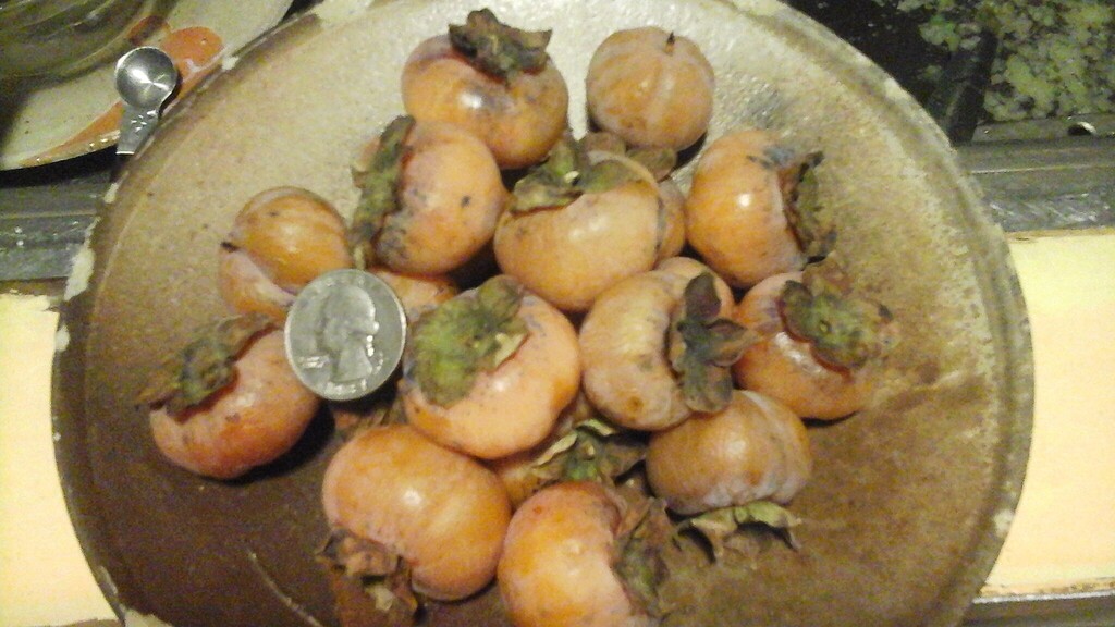 Persimmons in Maine - General Fruit Growing - Growing Fruit