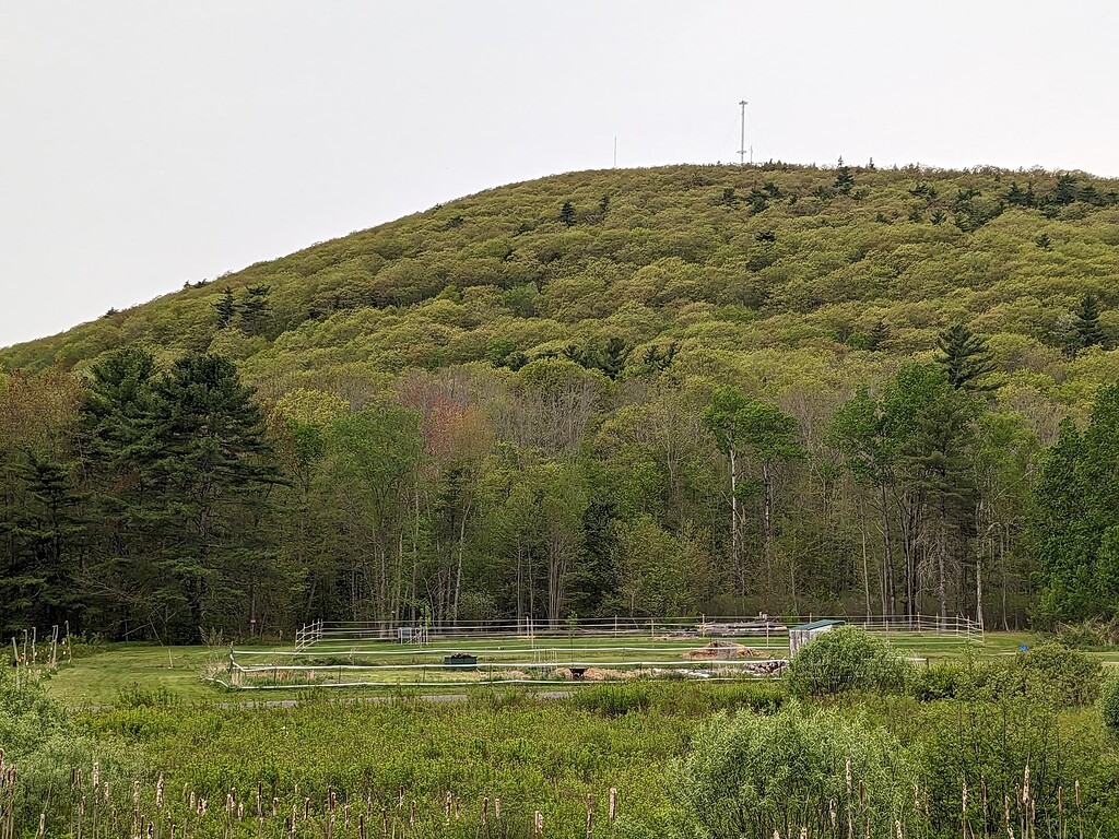 Hatchet Mountain Crabapple - General Fruit Growing - Growing Fruit