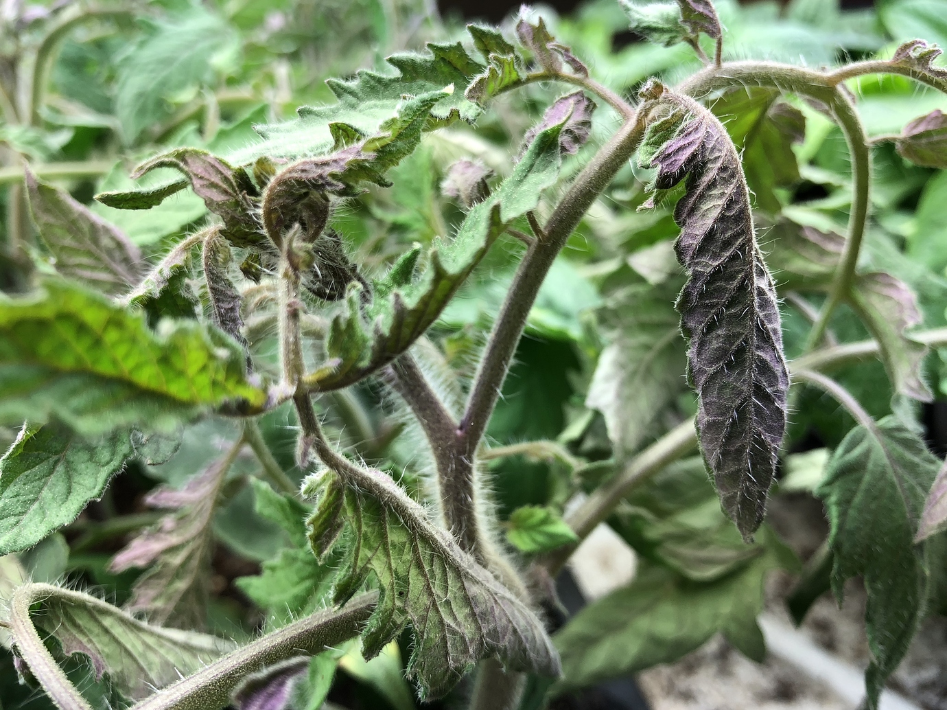 Ok..these look bad (tomatoes) - General Gardening - Growing Fruit