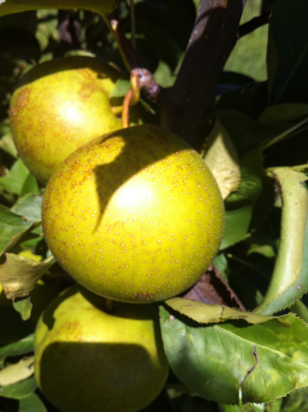 Largest / Best tasting pear - General Fruit Growing - Growing Fruit