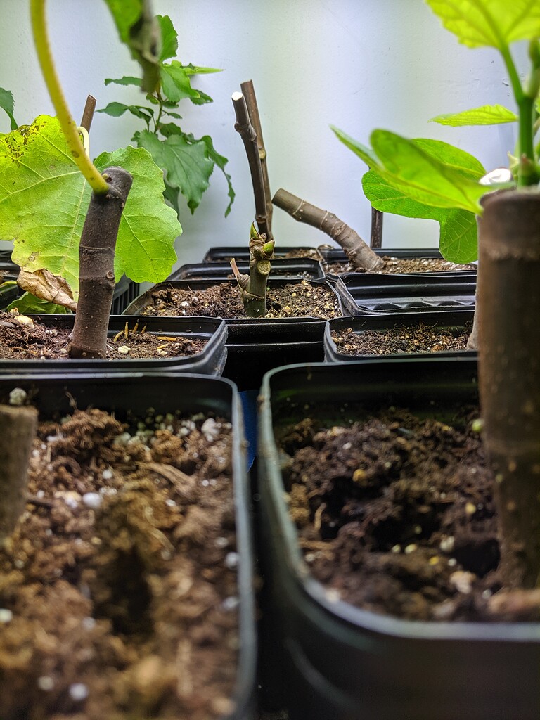 Rooting figs, sprouting seeds, winter of 2019/20 - General Fruit ...