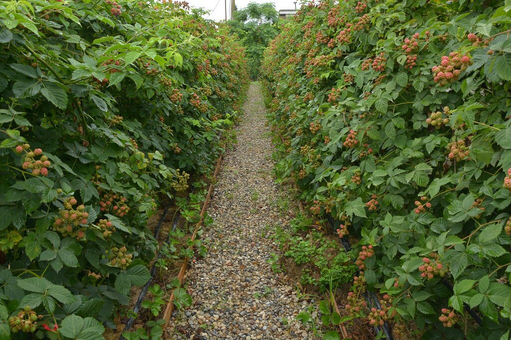 Please Help me ID unknown tornless trailing blackberry - General Fruit ...