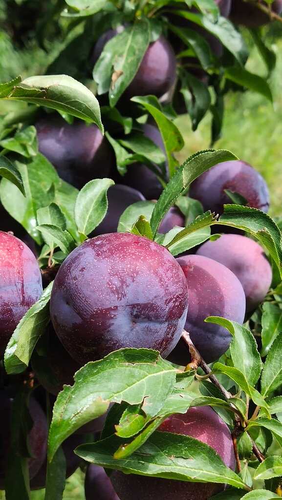 Crimson GLO - General Fruit Growing - Growing Fruit