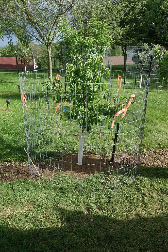 Temporary deer protection - General Fruit Growing - Growing Fruit