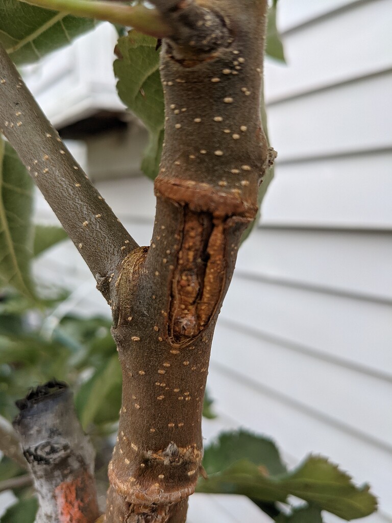 Weeping and overgrown apple bud grafts - General Fruit Growing ...
