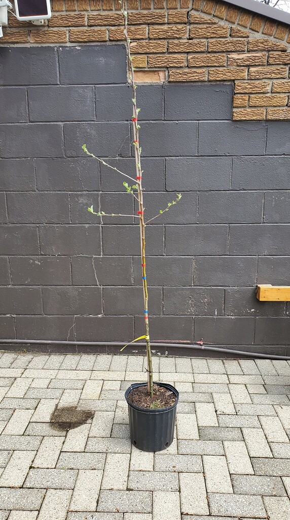 Pruning new apple trees prior to planting - General Fruit Growing ...