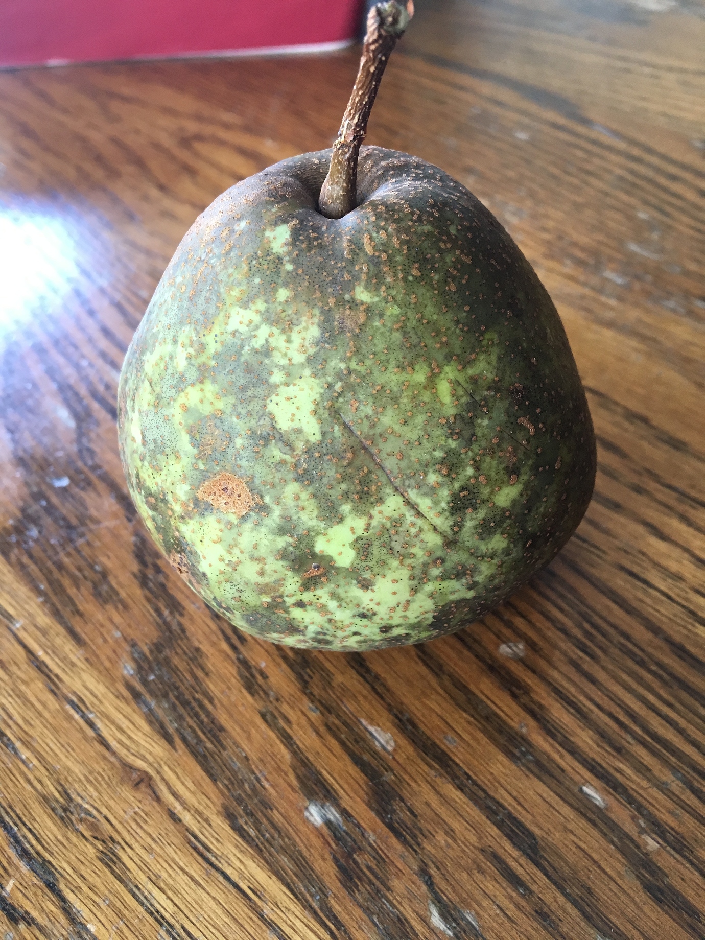 Identify my pear - General Gardening - Growing Fruit