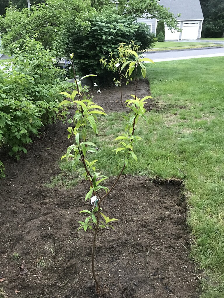 New peach trees - General Fruit Growing - Growing Fruit