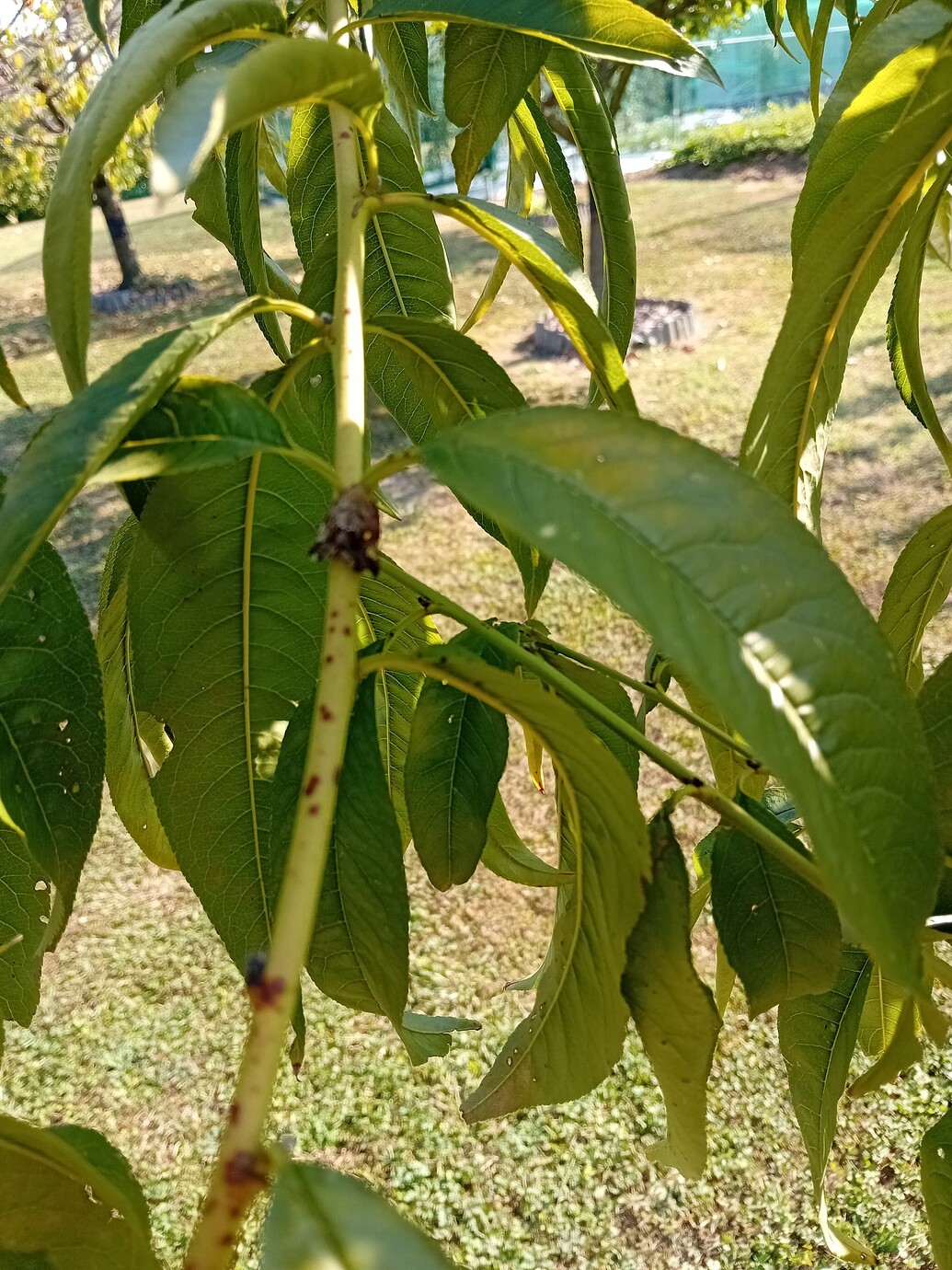 Can you identify this insect on peach? - General Fruit Growing ...